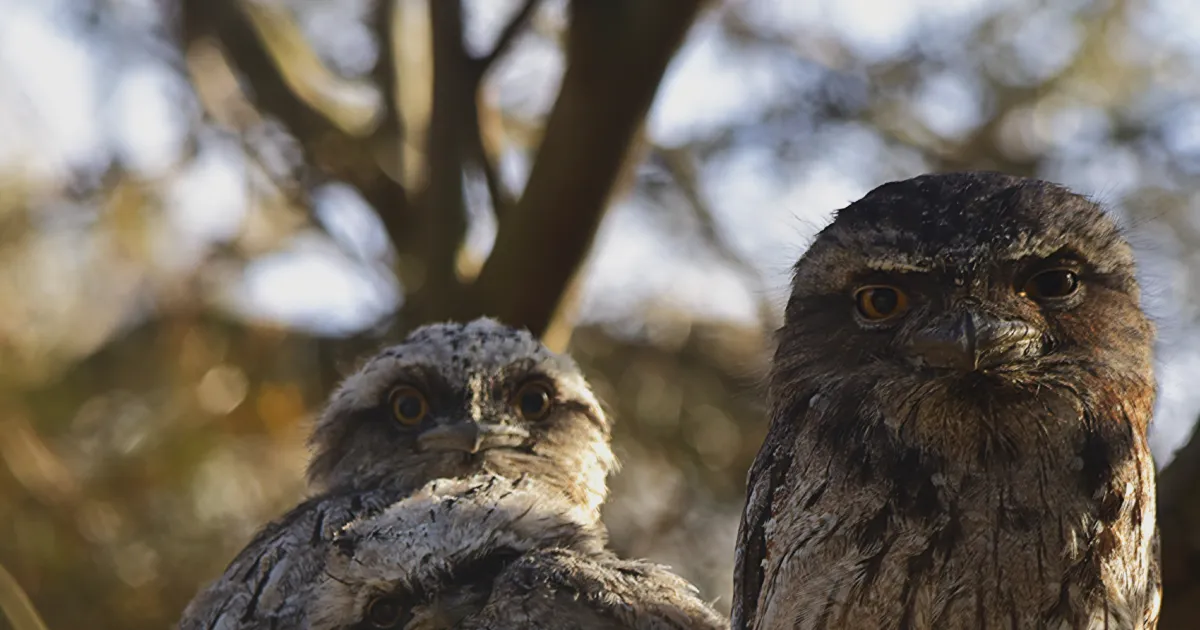 Breakfast with the birds | City of Boroondara